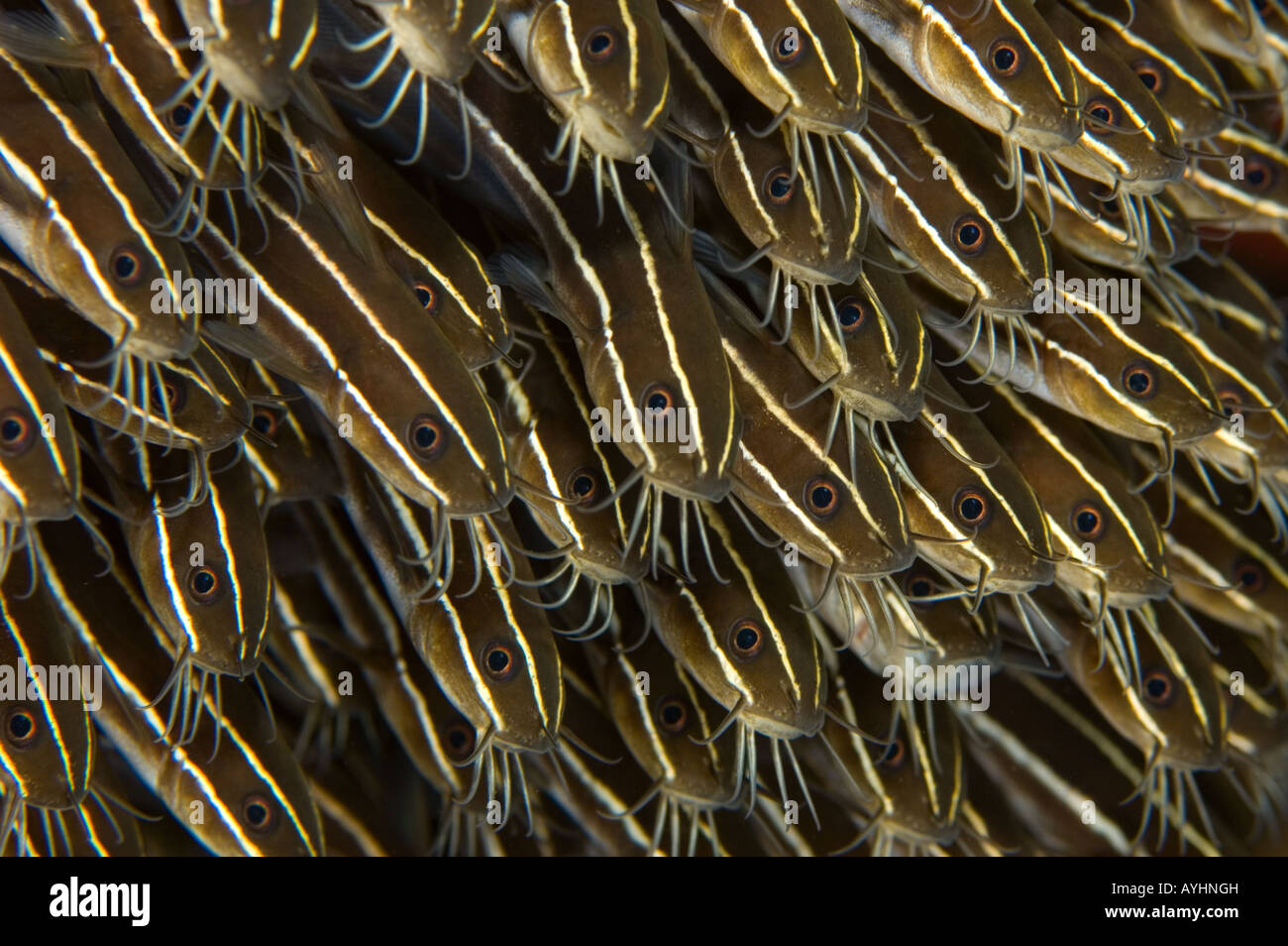 Schooling juvenile striped eel catfish Plotosus lineatus Tulamben Bali ...