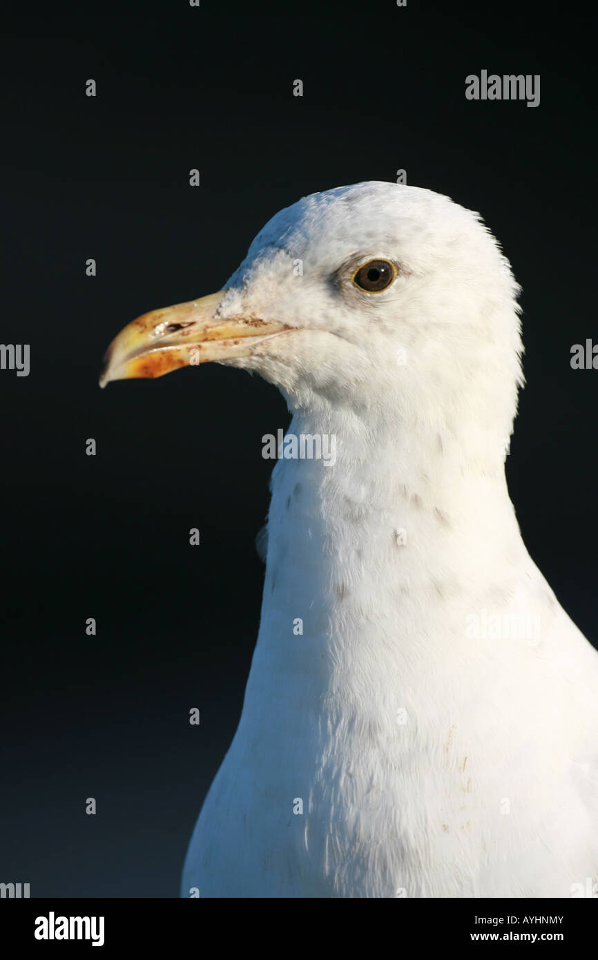 Portrait bird on black Cut Out Stock Images & Pictures - Alamy