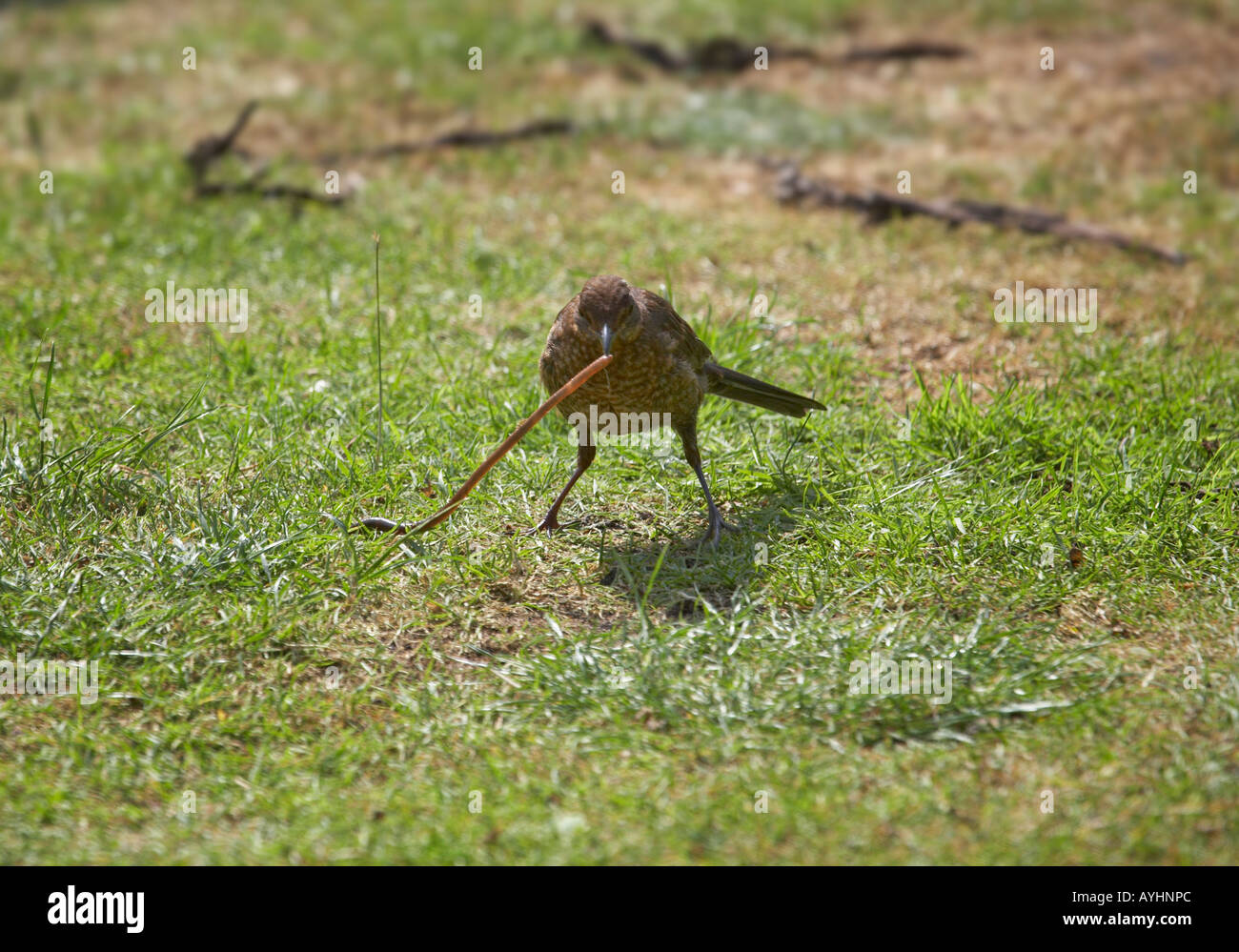 Pulling a worm hi-res stock photography and images - Alamy