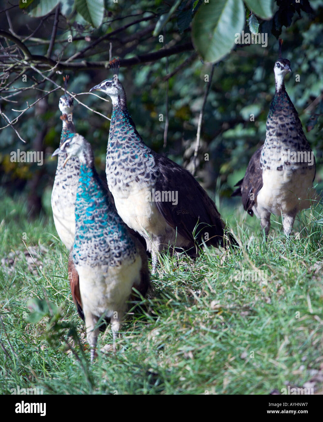 Peahens hi-res stock photography and images - Alamy