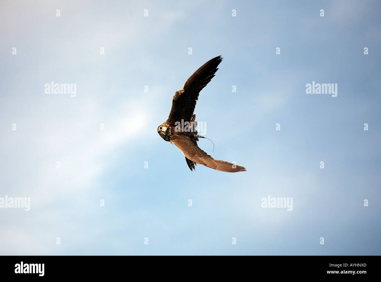Bird of prey in flight with tracker aerial at the Raptor centre ...