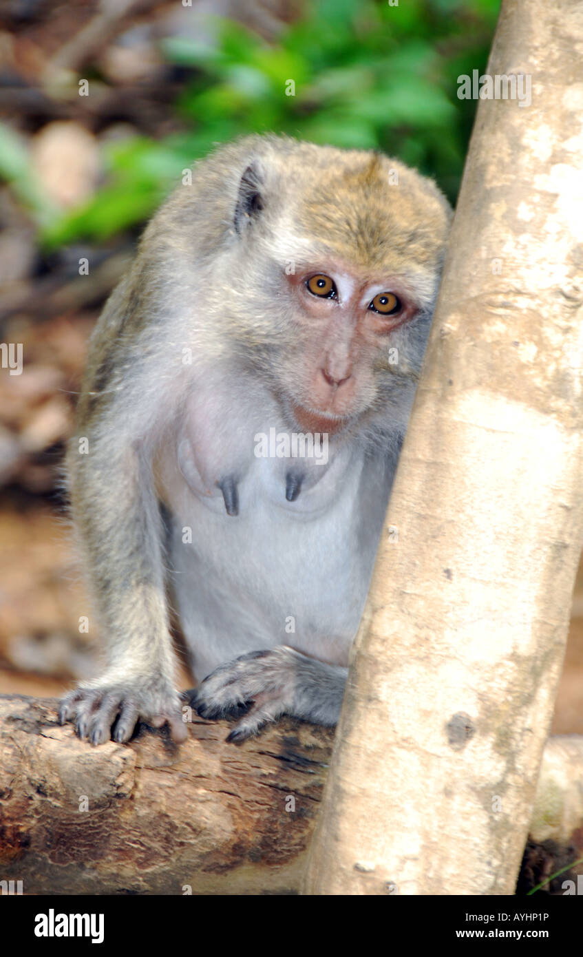 Mature female wild Long Tailed Macaque monkey peering around tree ...