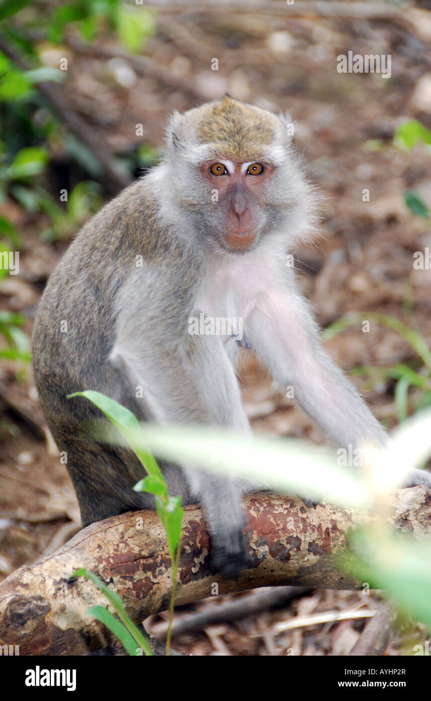 Wild Long Tailed Macaque monkey in rainforest setting in Sabah ...