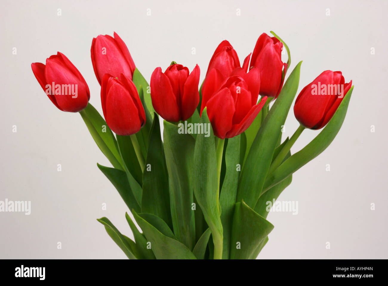 Bouquet bunch of bright red spring Tulips Tulipa with vibrant green ...