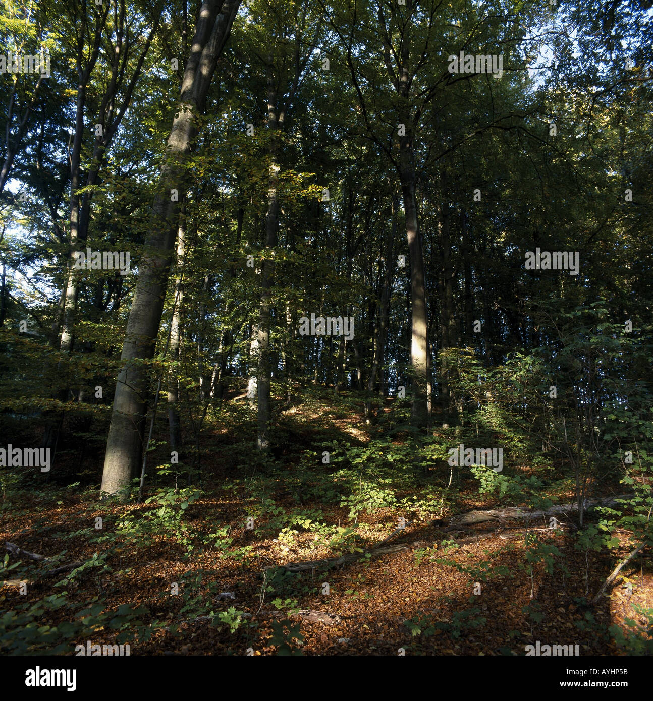 Wald hill hi-res stock photography and images - Alamy