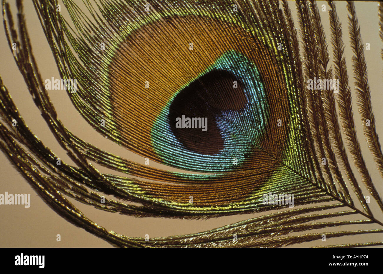 Pfauenfeder hi-res stock photography and images - Alamy