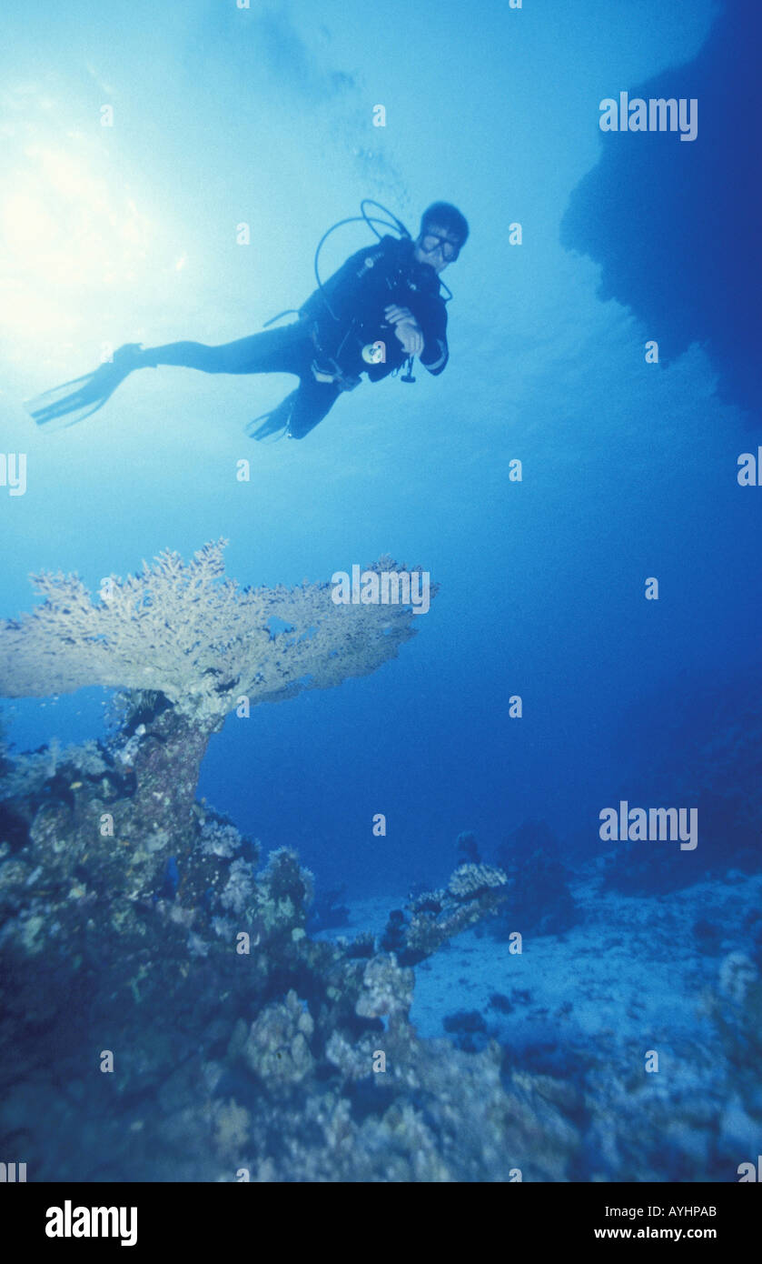 Taucher ueber Korallenlandschaft Rotes Meer Hmata Aegypten Stock Photo ...