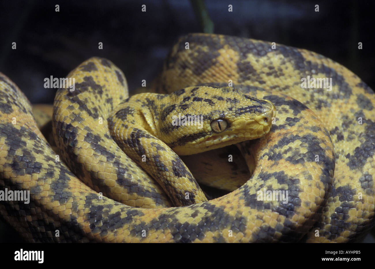 Kopf schlangen hi-res stock photography and images - Alamy