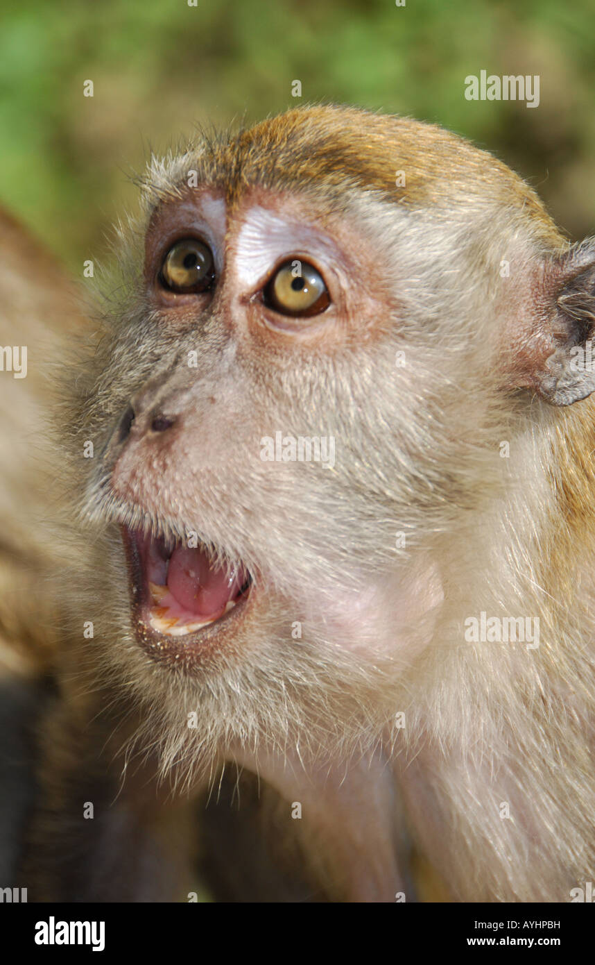 Close-up portrait of Long-Tailed, Macaque baring teeth in warning ...