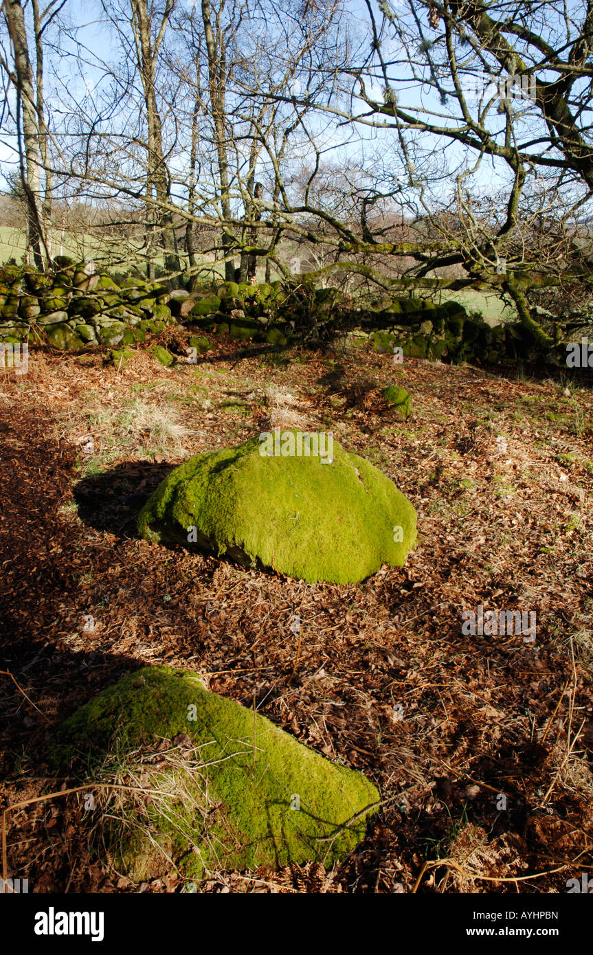 A forest in the surrounds of Crieff Perthshire Scotland Stock Photo - Alamy