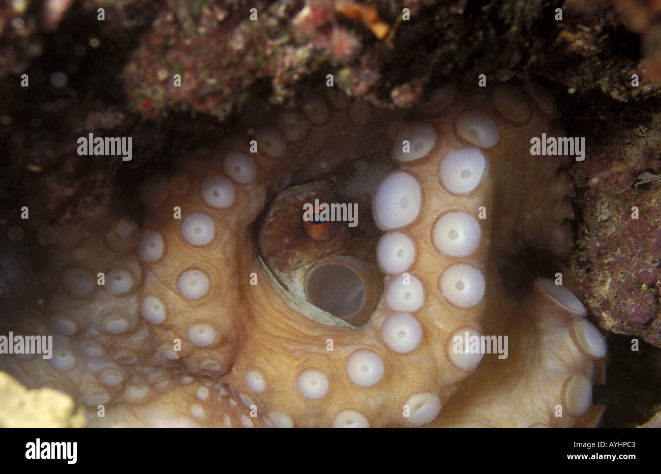 Oktopus muster hi-res stock photography and images - Alamy