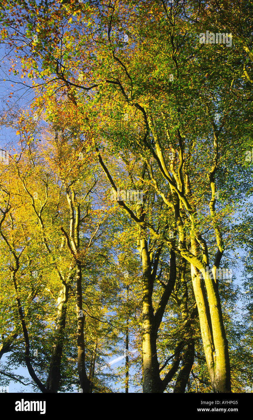Autumn beech trees catching the sunset light Scotland UK Stock Photo ...