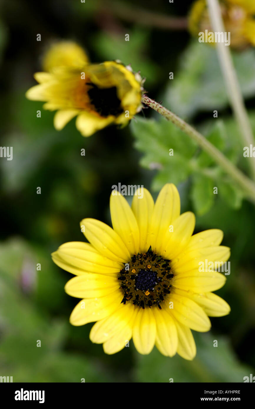 Australian Little Daisey Stock Photo - Alamy