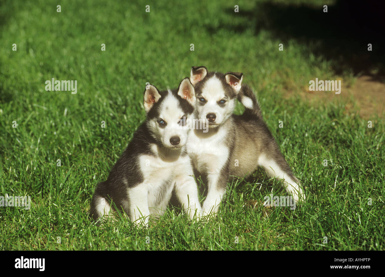 Husky - two puppies on meadow Stock Photo - Alamy