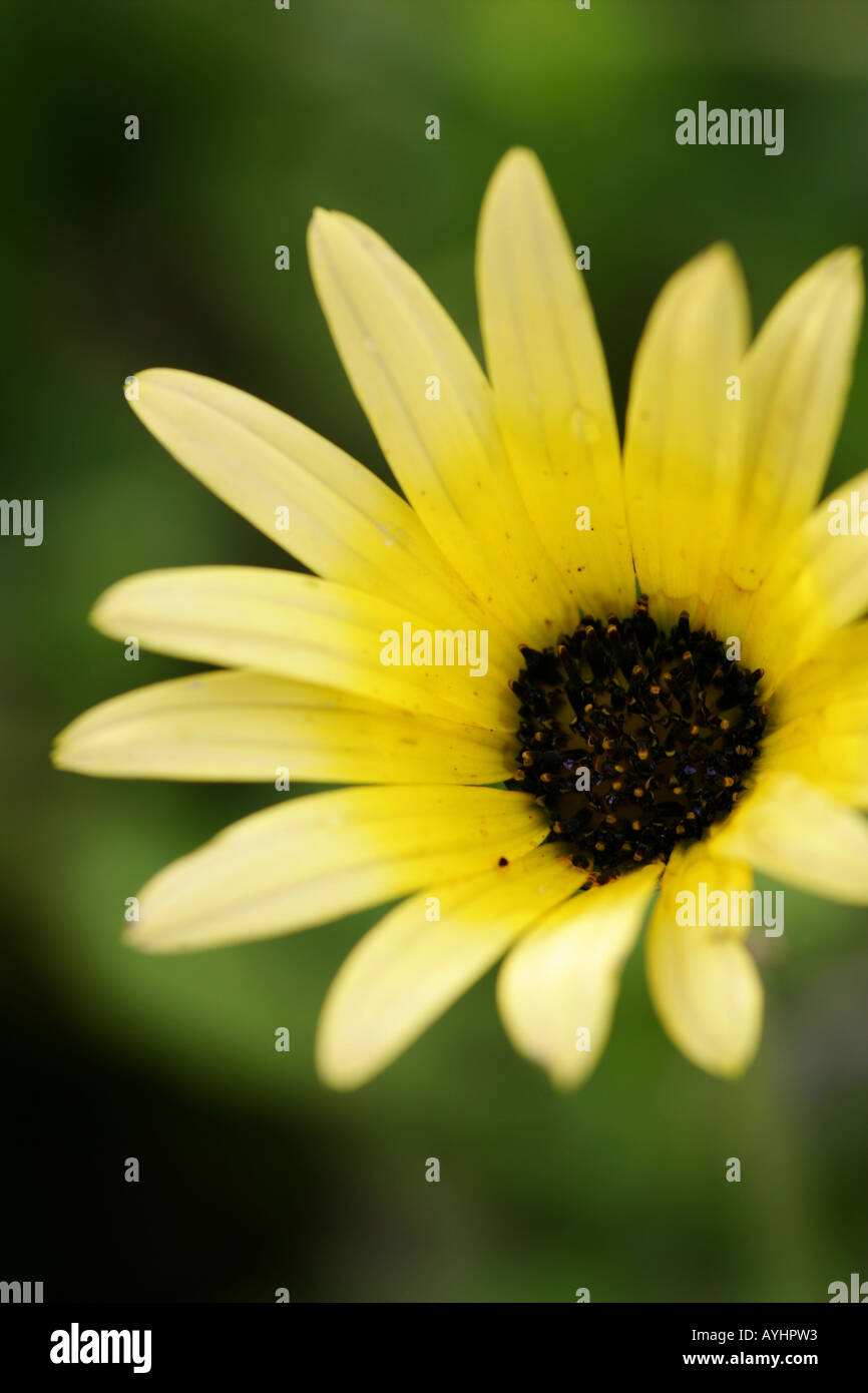 Australian little daisy hi-res stock photography and images - Alamy