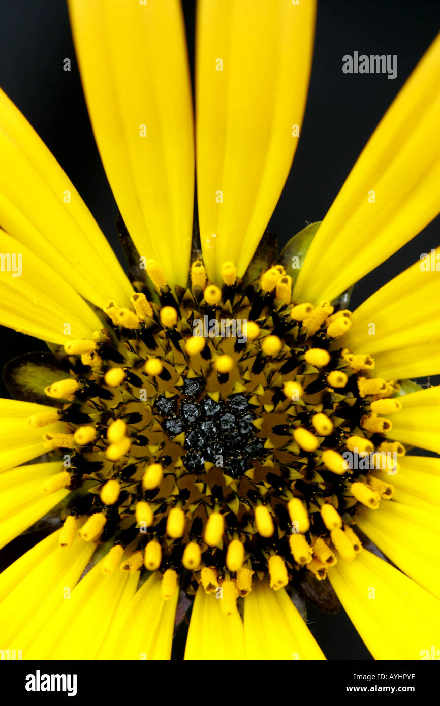 Australian Little Daisy Stock Photo - Alamy