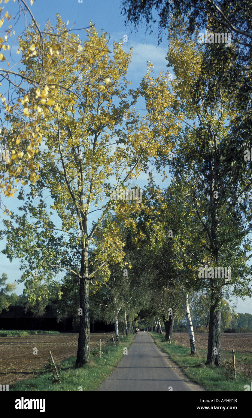 Allee bei Neutraubling Stock Photo - Alamy