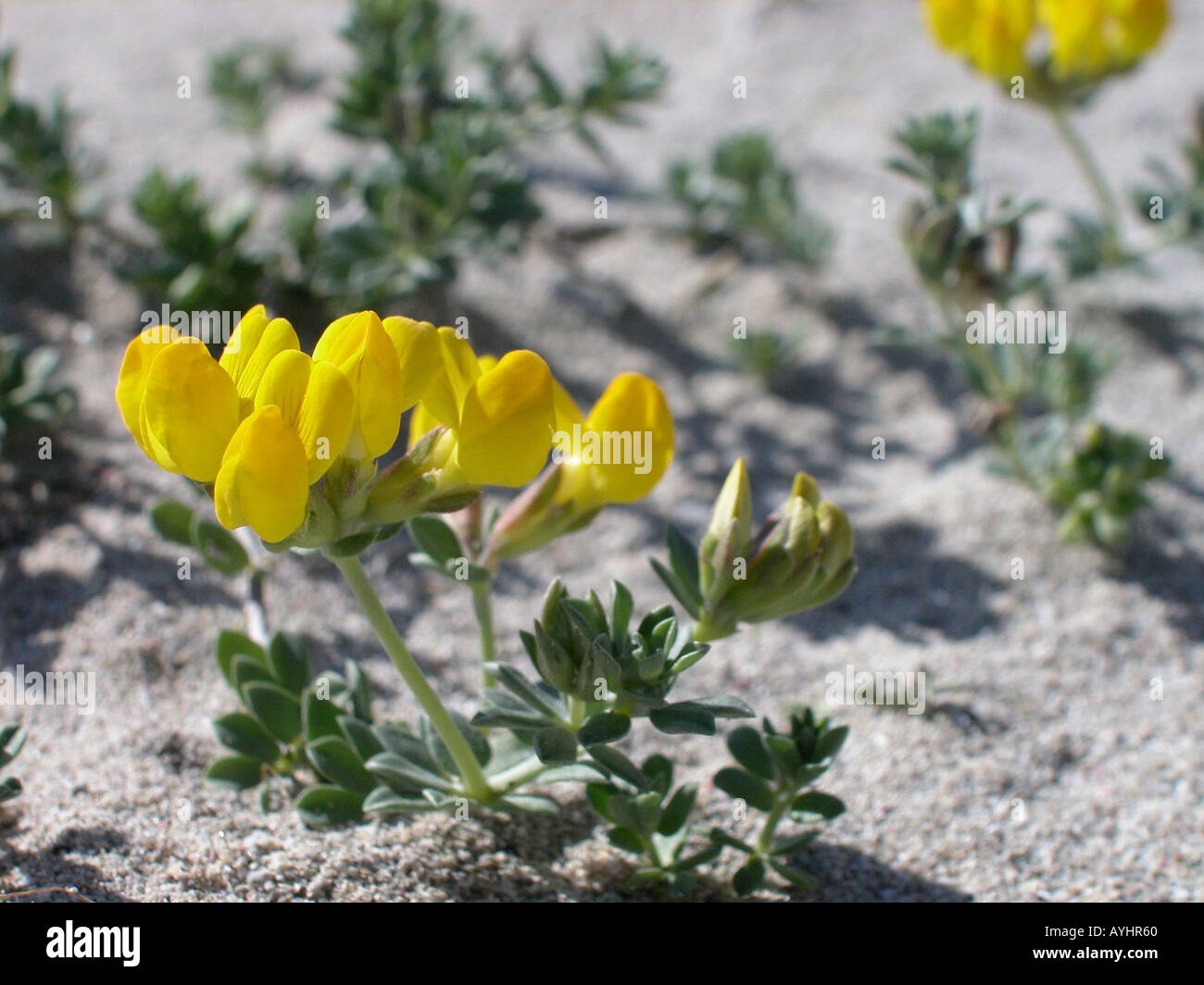 Gelbe blumen am strand hi-res stock photography and images - Alamy