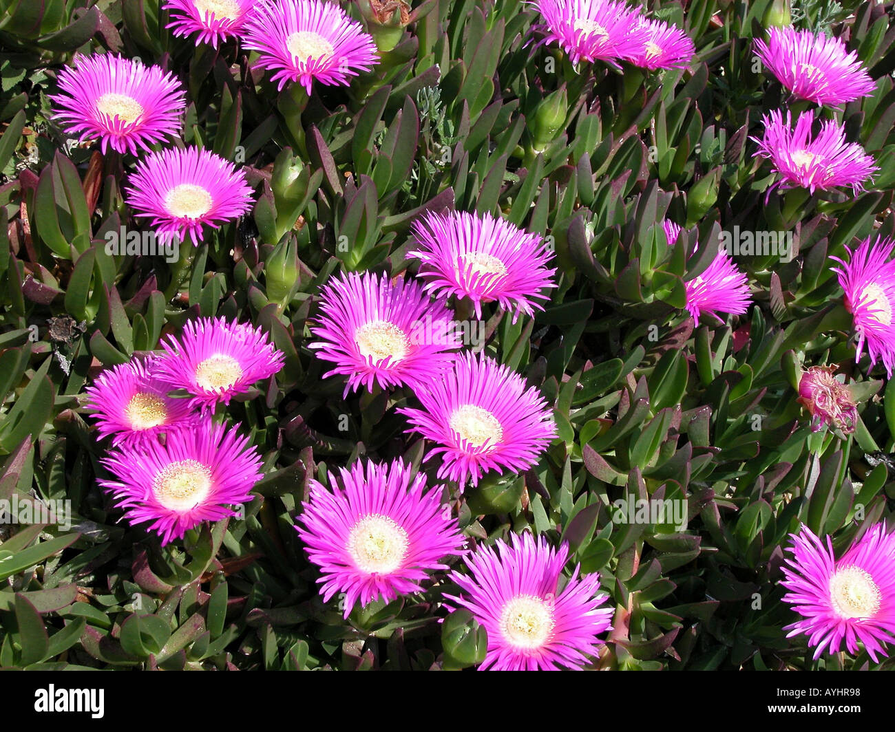 Pinke blumen hi-res stock photography and images - Alamy