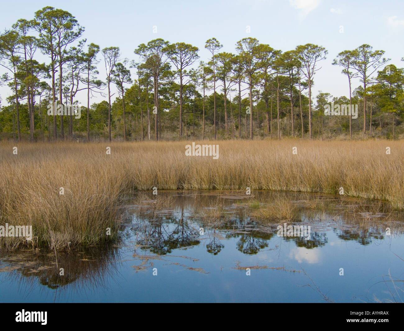 Grayton Beach State Park Florida wetlands Stock Photo - Alamy