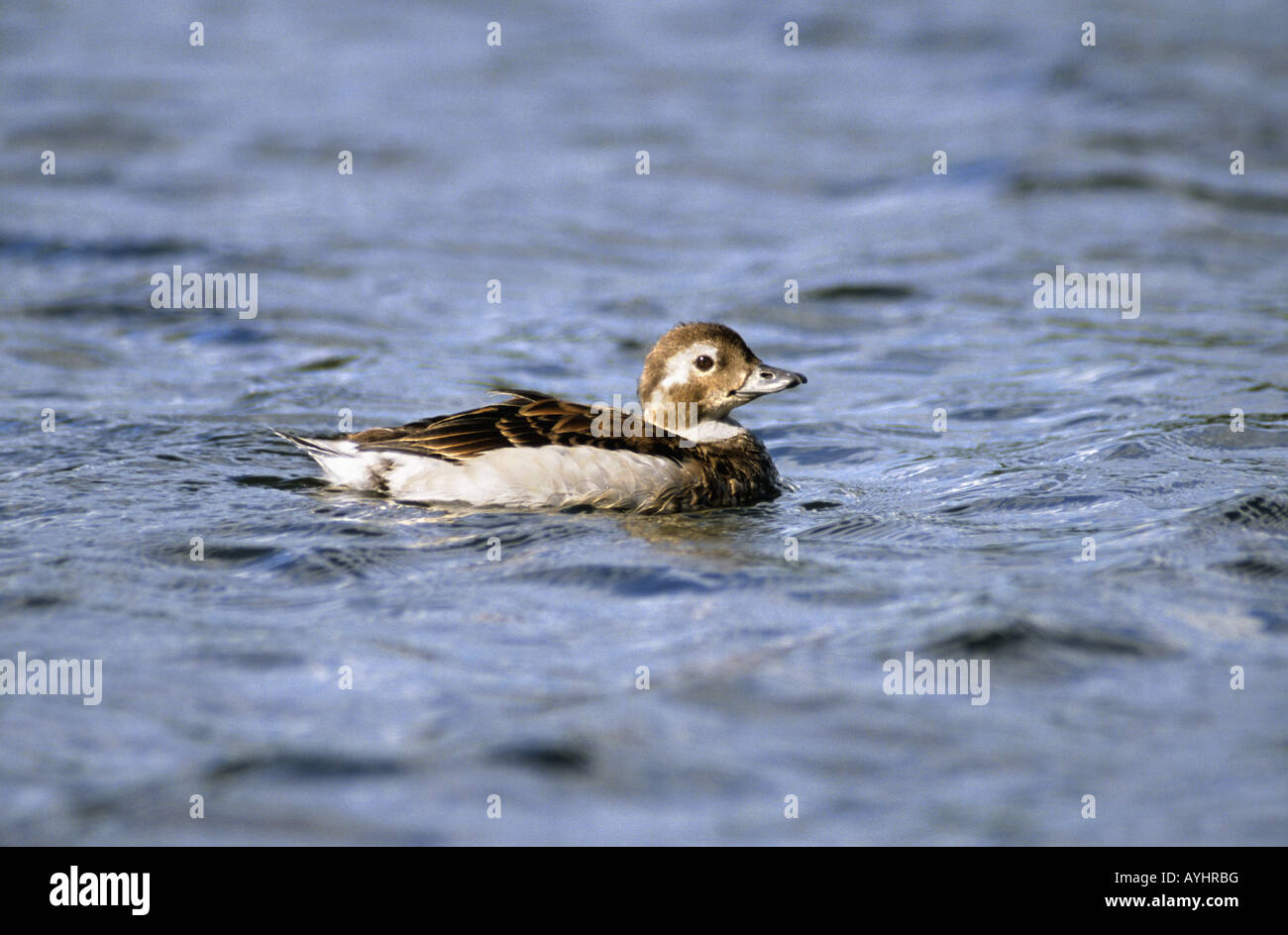British long tailed duck hi-res stock photography and images - Alamy