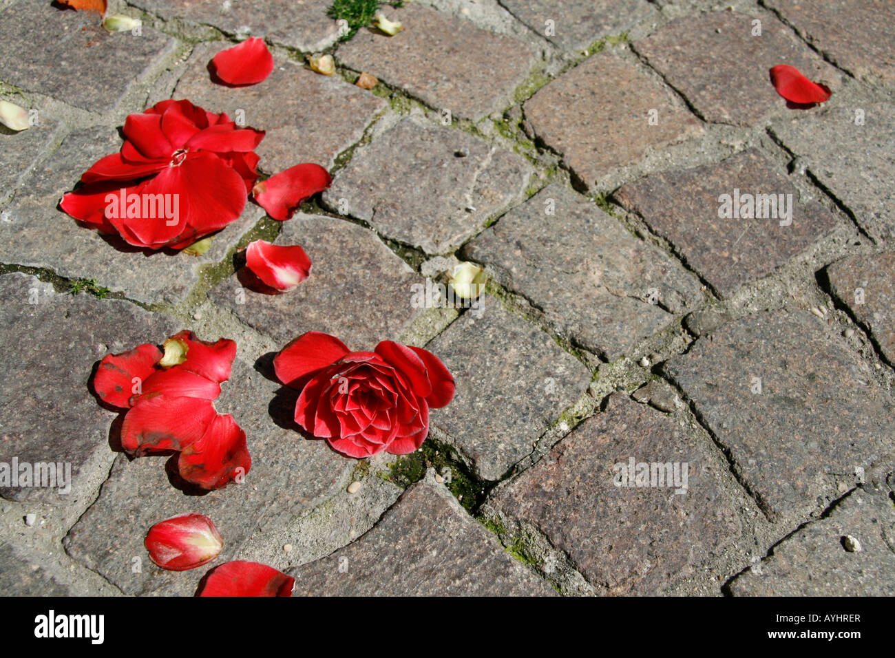 fallen red rose petals on cobbled street Stock Photo - Alamy