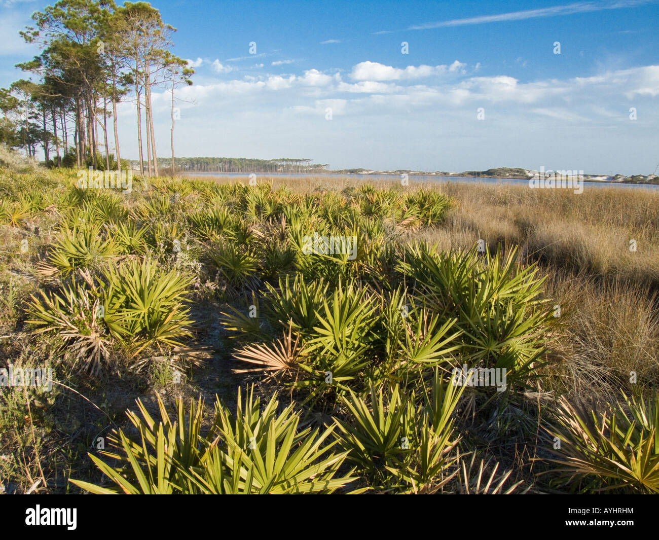 Grayton Beach State Park Florida, USA Stock Photo - Alamy