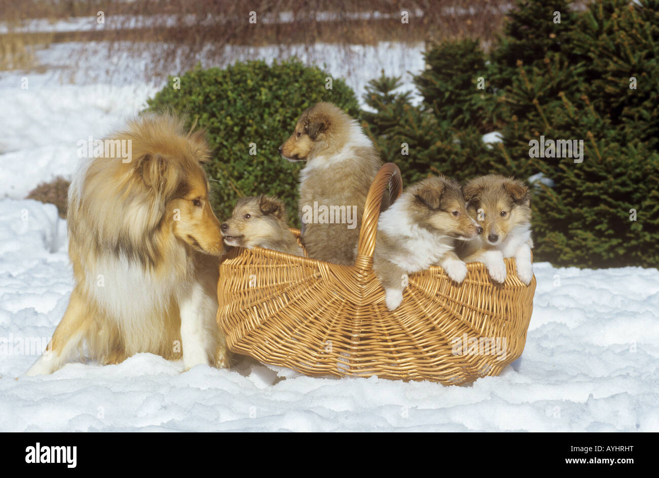 Collie with puppies in snow Stock Photo - Alamy