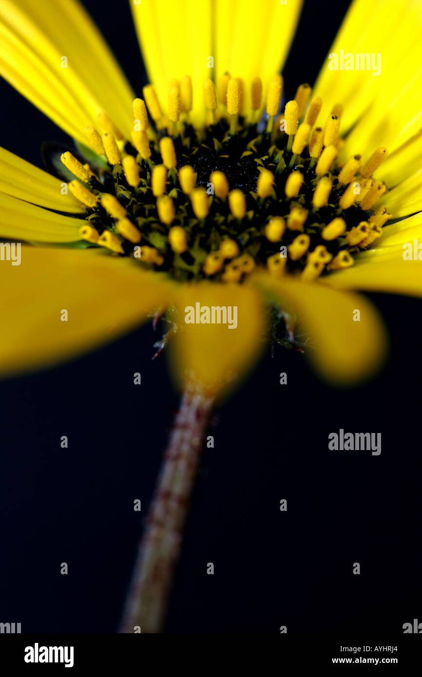 Australian little daisy hi-res stock photography and images - Alamy