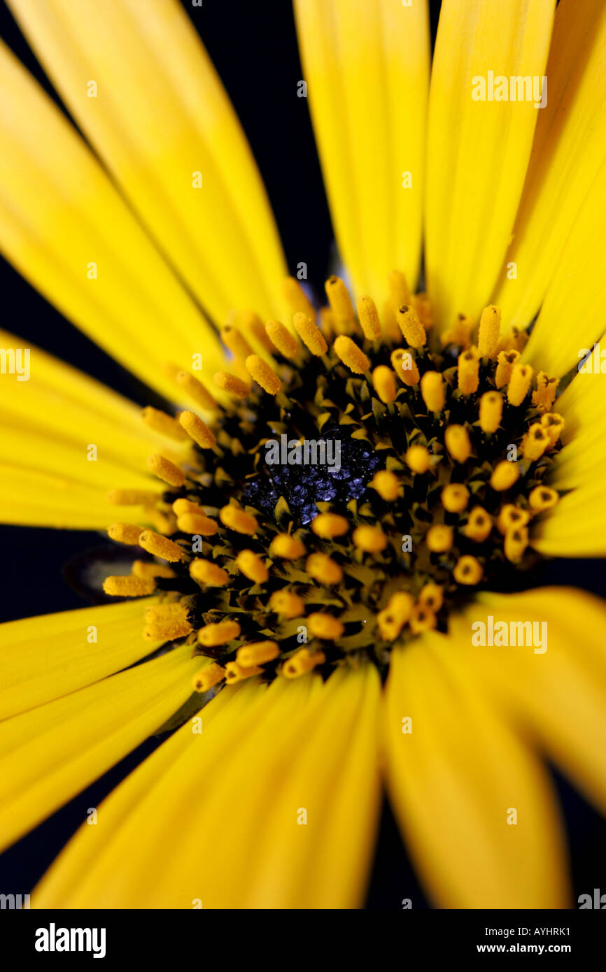 Australian Little Daisy Stock Photo - Alamy