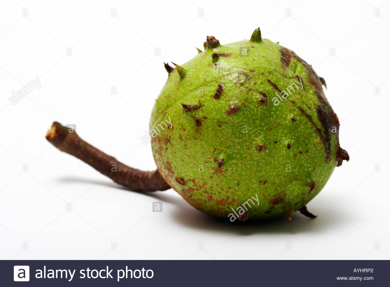 Conker In Shell High Resolution Stock Photography and Images - Alamy