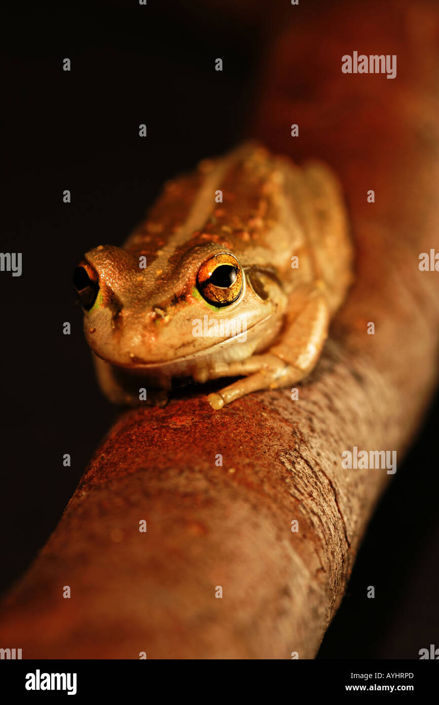 Western Green Tree Frog Stock Photo - Alamy