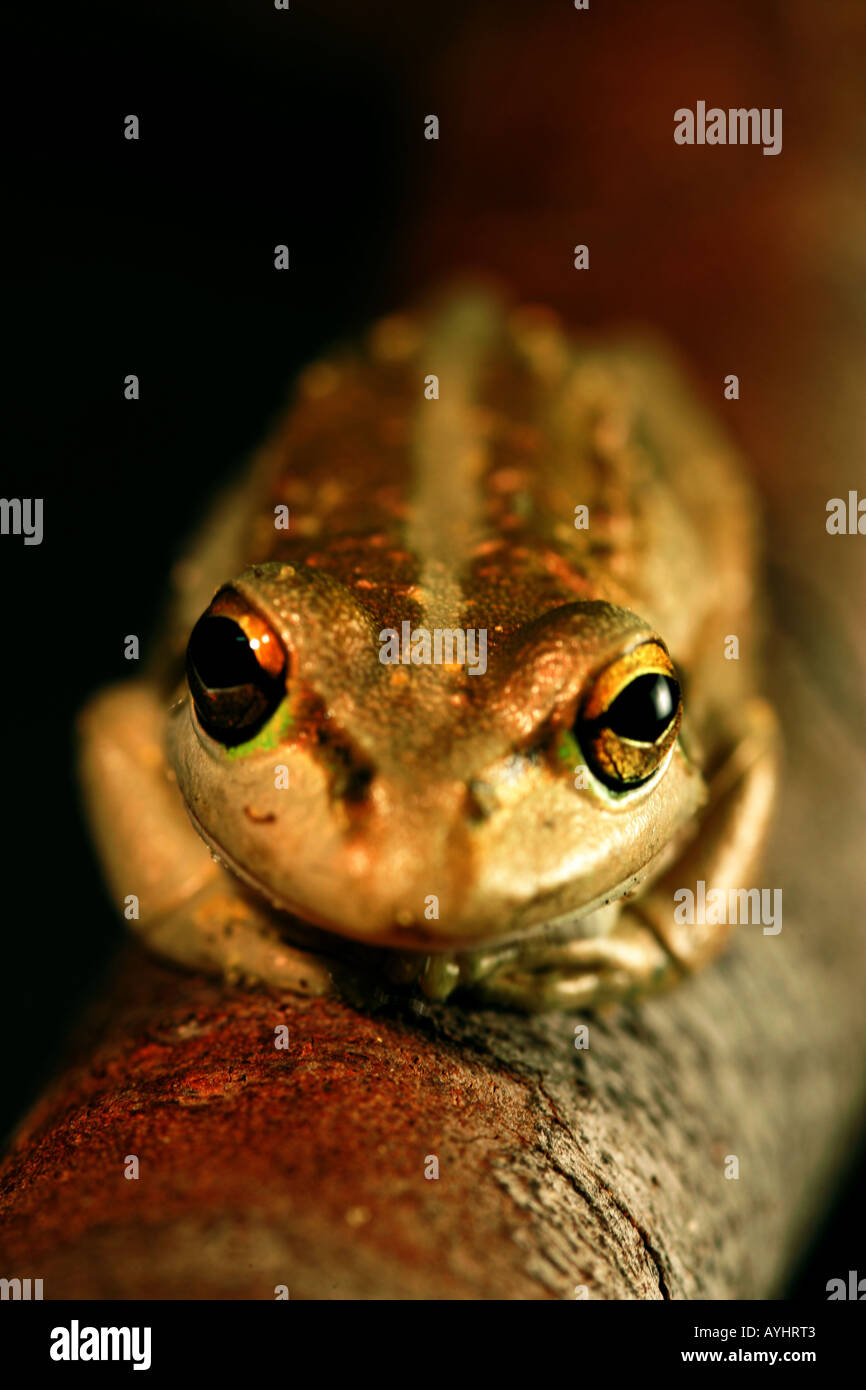 Western Green Tree Frog Stock Photo - Alamy