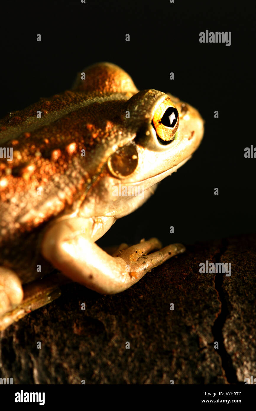 Western Green Tree Frog Stock Photo - Alamy