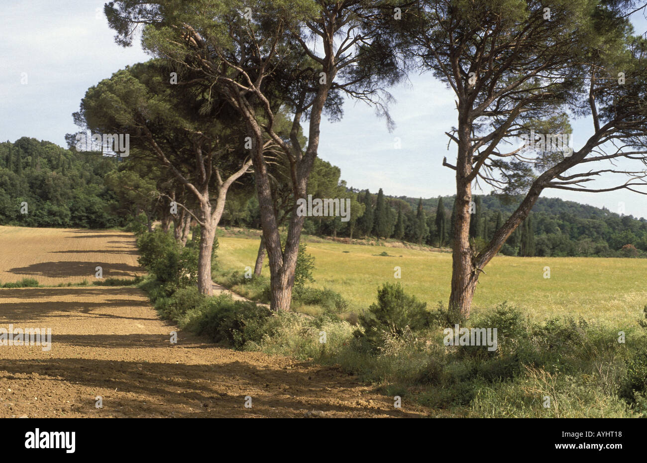 Pinien wald hi-res stock photography and images - Alamy