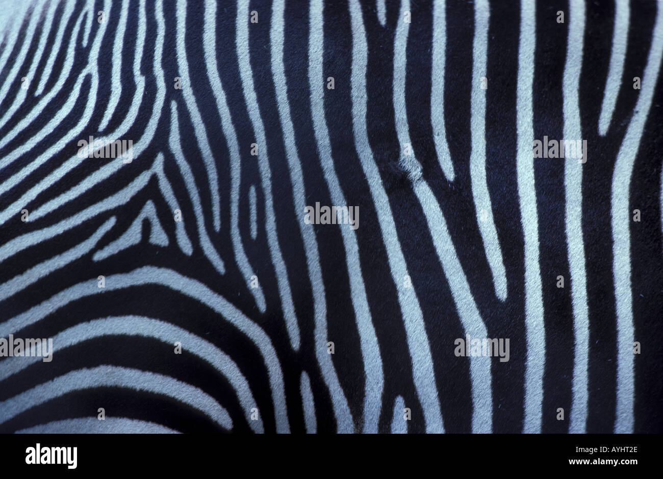 Zebrafell Wilhelma Stuttgart Deutschland Stock Photo - Alamy