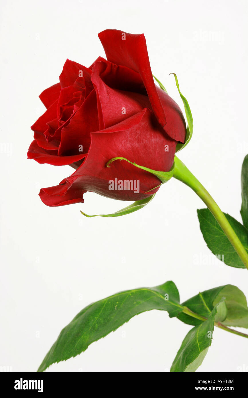 Single stem bright red rose with green leaves and white cut out ...