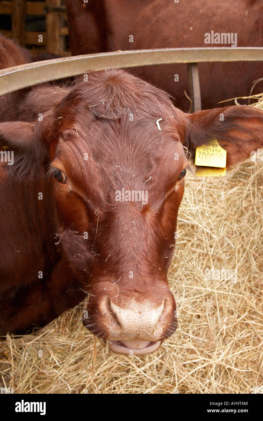 Head of a Red Poll cow Stock Photo - Alamy