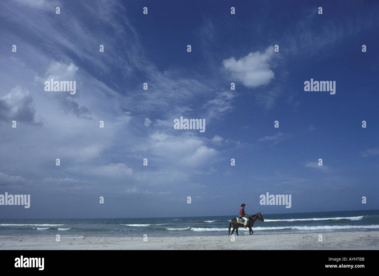 Tiere am strand hi-res stock photography and images - Alamy