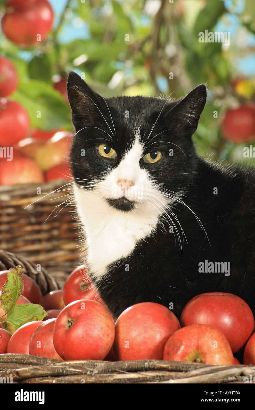White cat in apple hi-res stock photography and images - Alamy