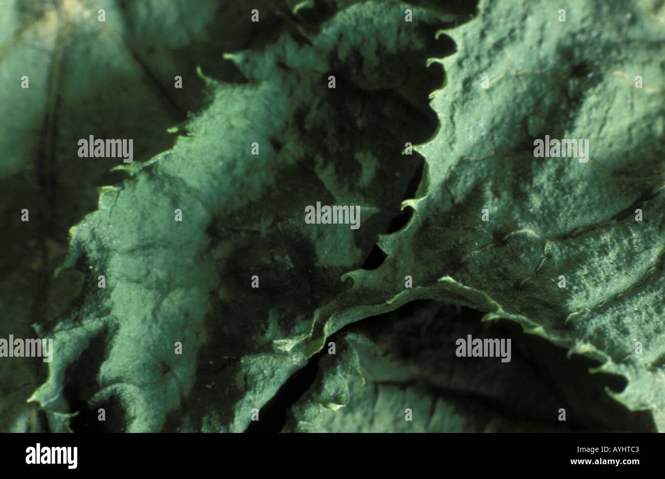 Zackig hi-res stock photography and images - Alamy