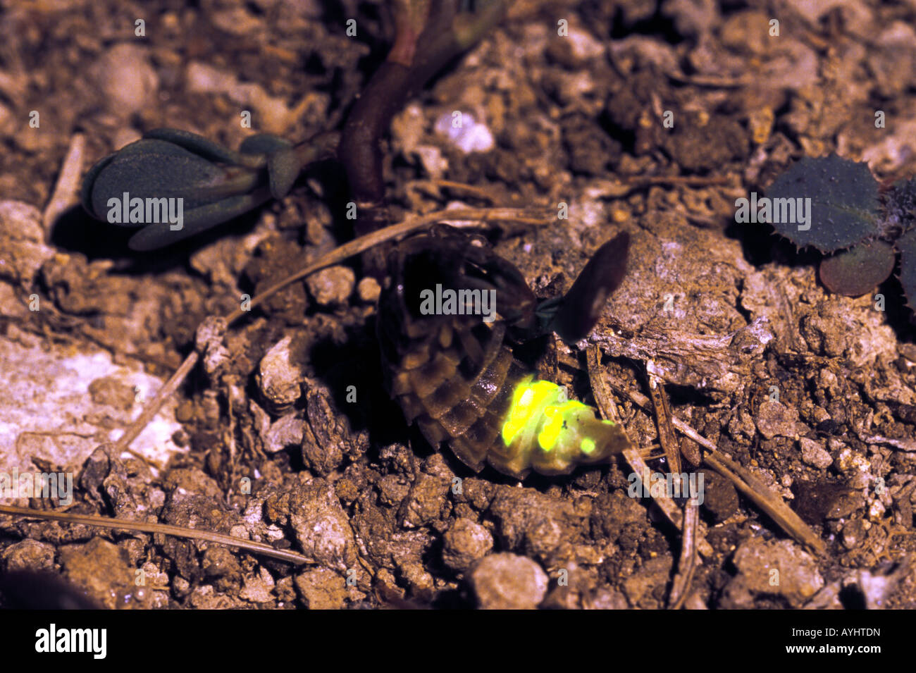 Female Glow Worm at Alan Koester blog