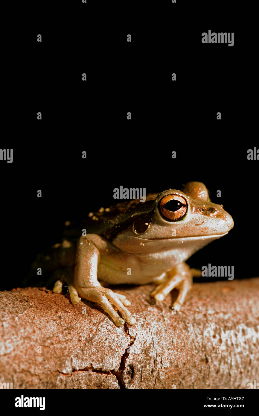 Western Green Tree Frog Stock Photo - Alamy