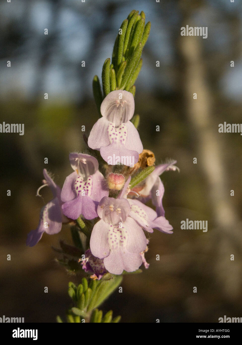 Conradina canescens False Rosemary flowering plant at Grayton Beach ...