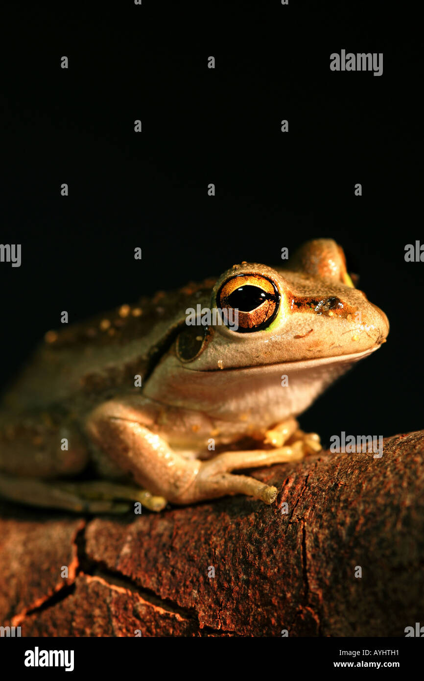 Western Green Tree Frog Stock Photo - Alamy