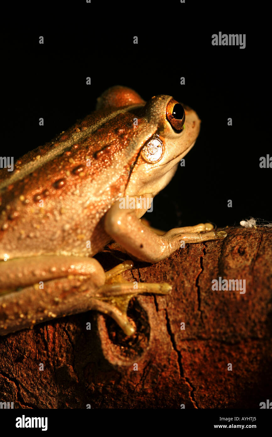 Western Green Tree Frog Stock Photo - Alamy