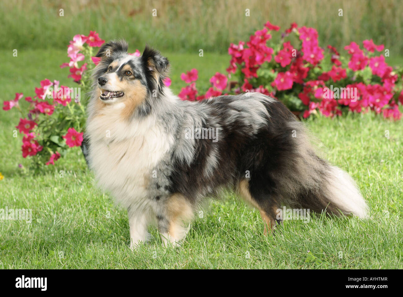 Shelties standing hi-res stock photography and images - Alamy