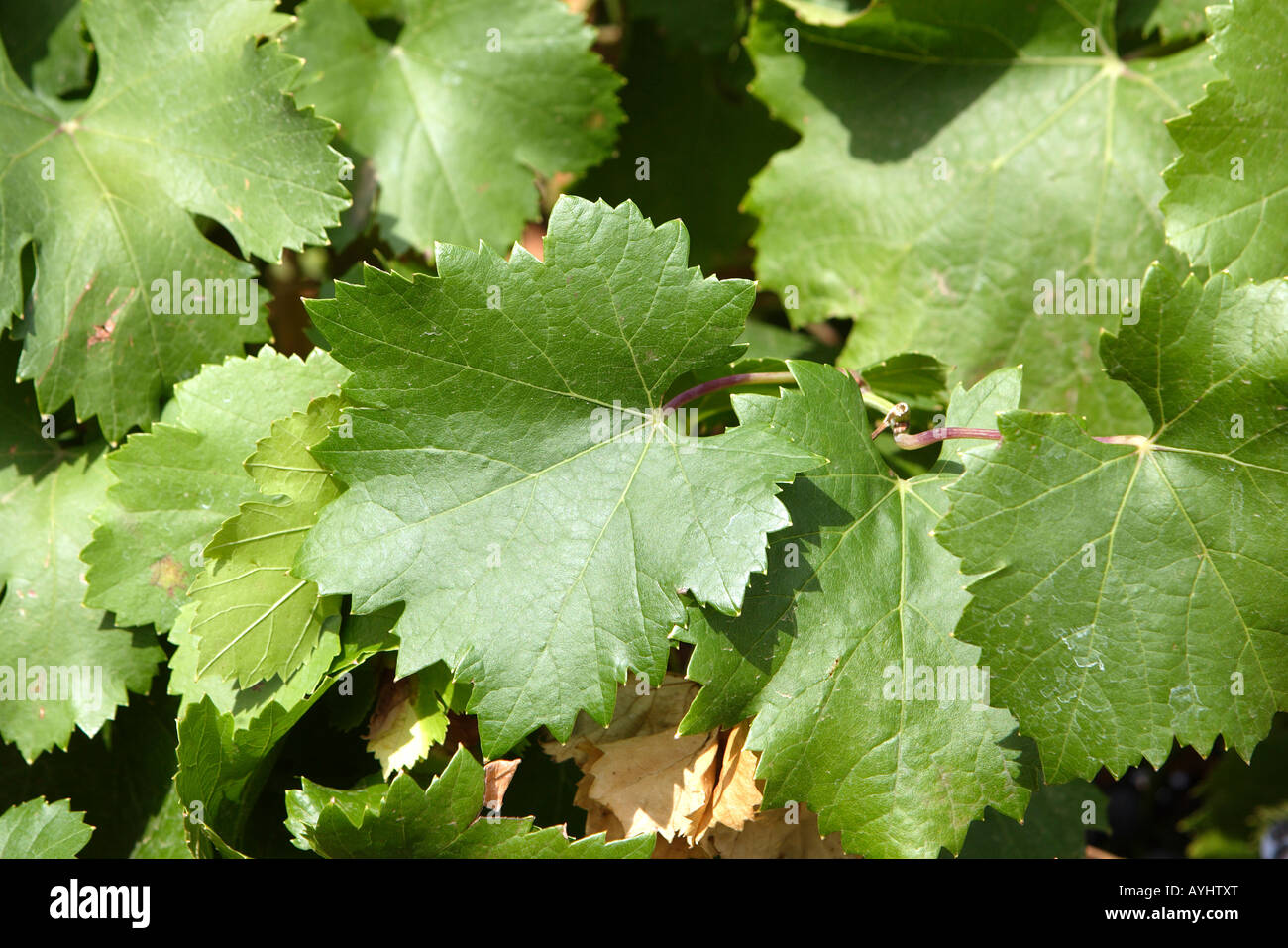 Harvest Grape Mantonegro Stock Photo - Alamy
