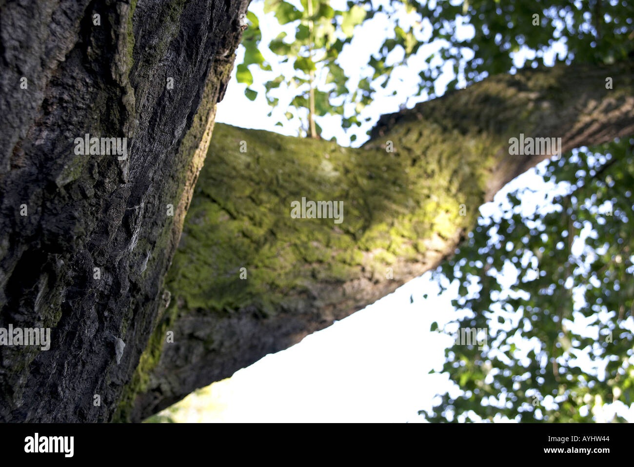 Baum details hi-res stock photography and images - Alamy