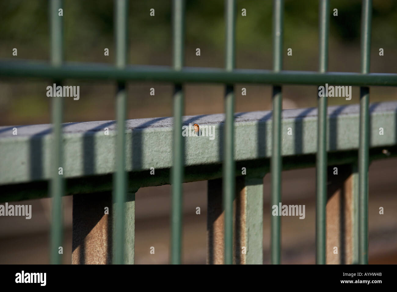 Marienkaefer hi-res stock photography and images - Alamy